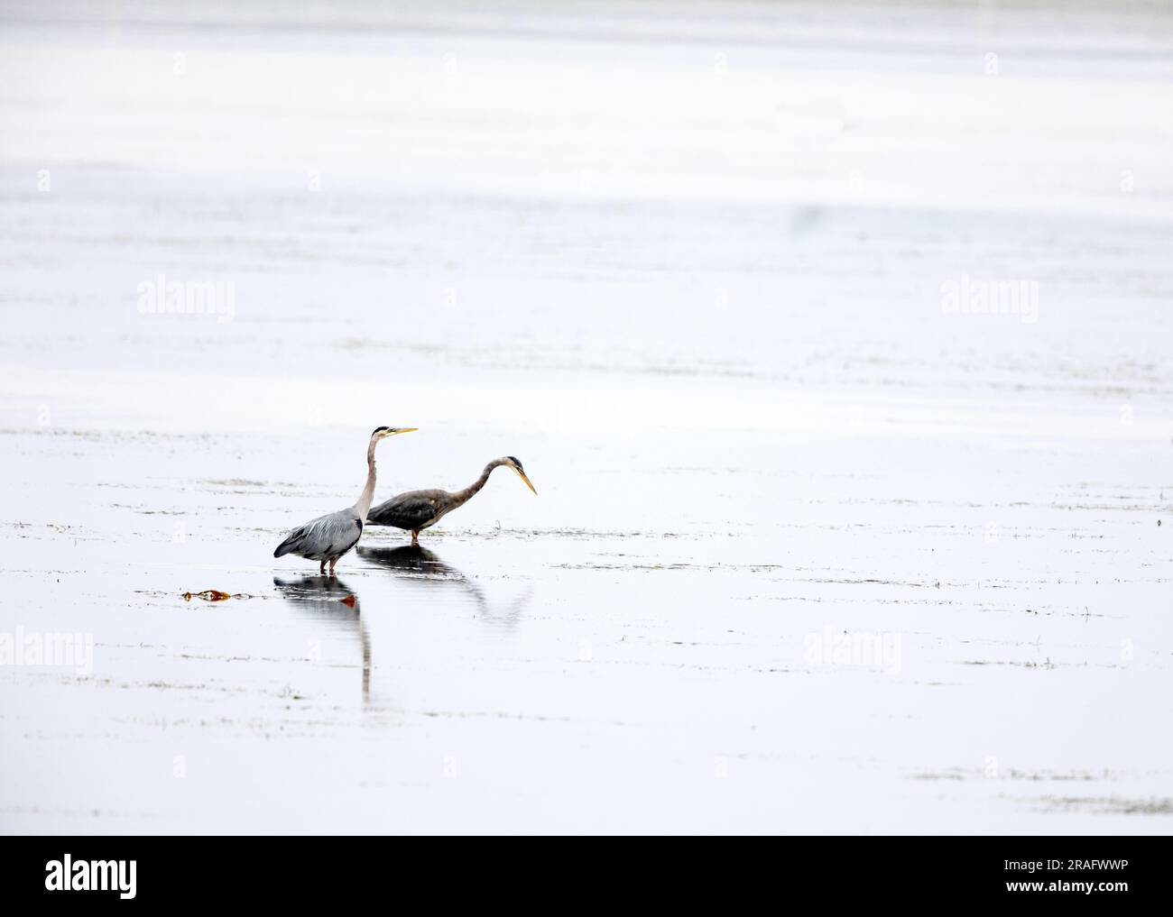 Two Great Blue Herons Stock Photo - Alamy Two Great Blue Herons Stock Photo - Alamy