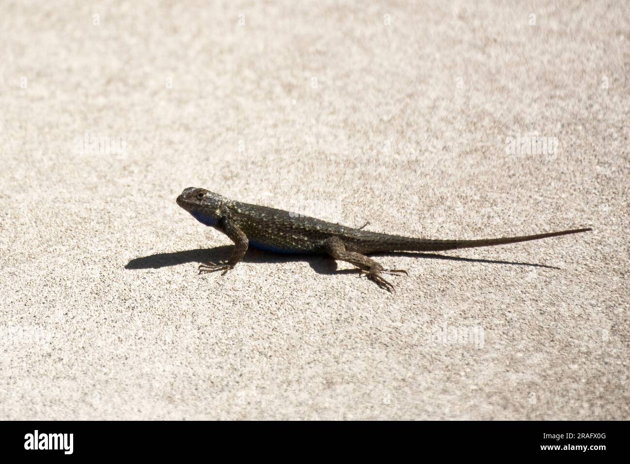 Closeup picture of a small brown lizard crawling on the ground with ...
