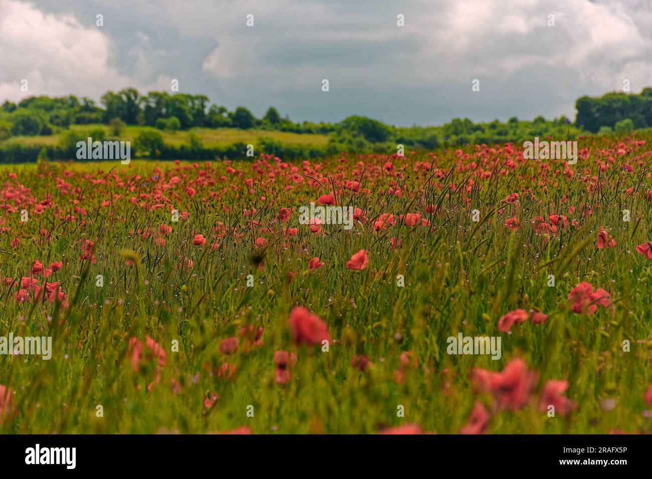 Lambridge Poppy fields Stock Photo - Alamy