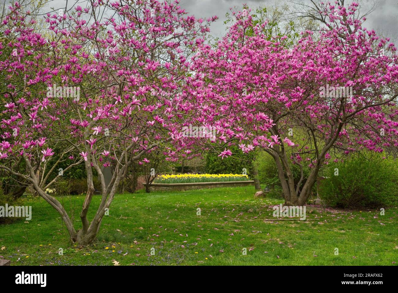 Flowering magnolias and daffodils in the distance brighten up a gray ...