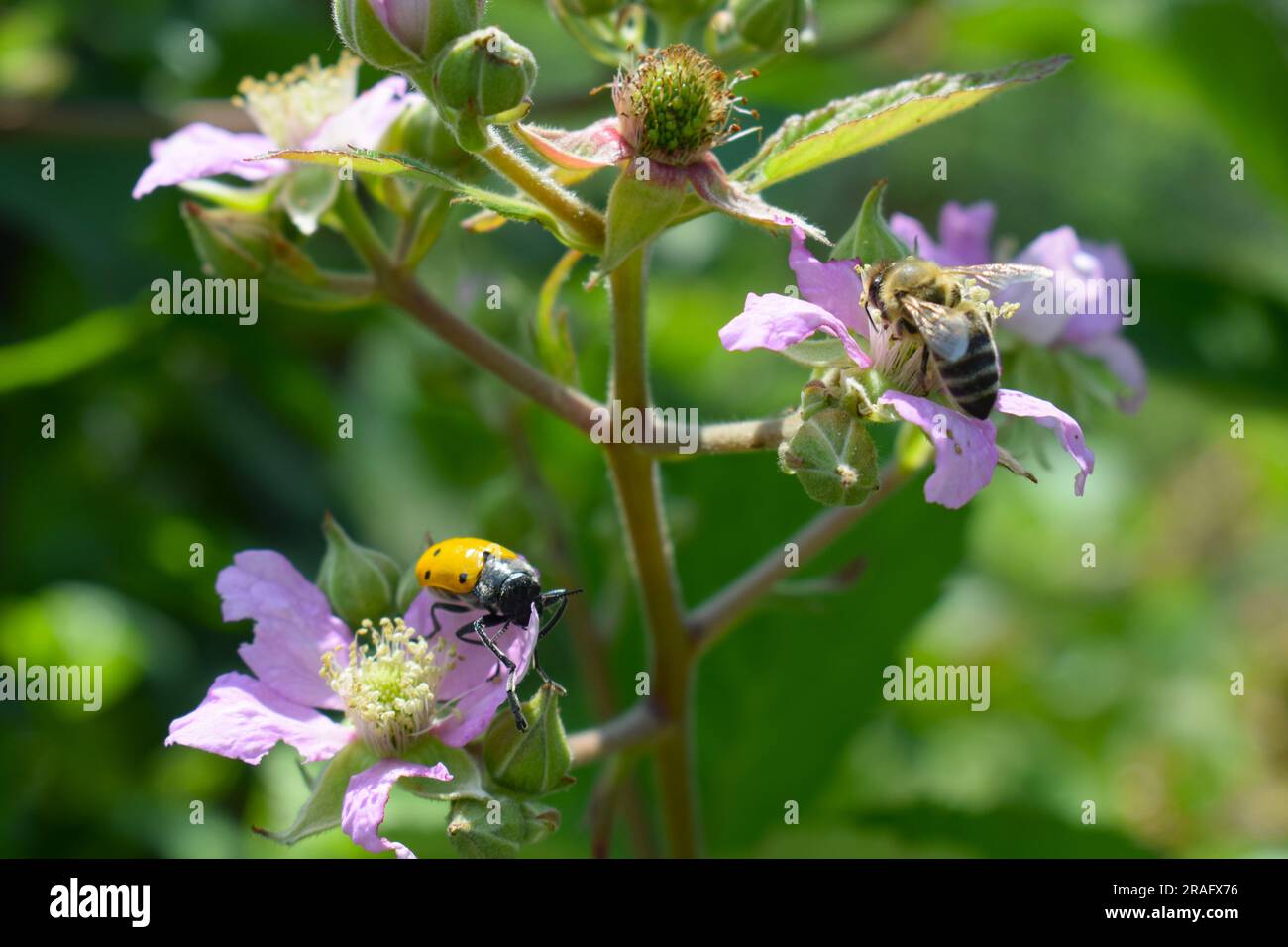 The benefits of insects in nature hi-res stock photography and images ...