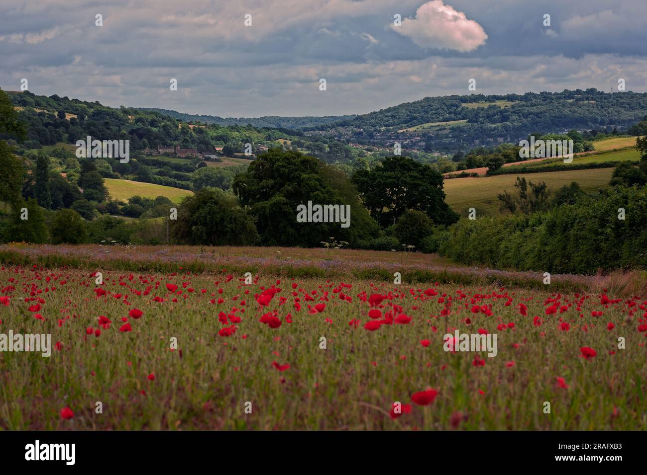 Lambridge Poppy fields Stock Photo - Alamy