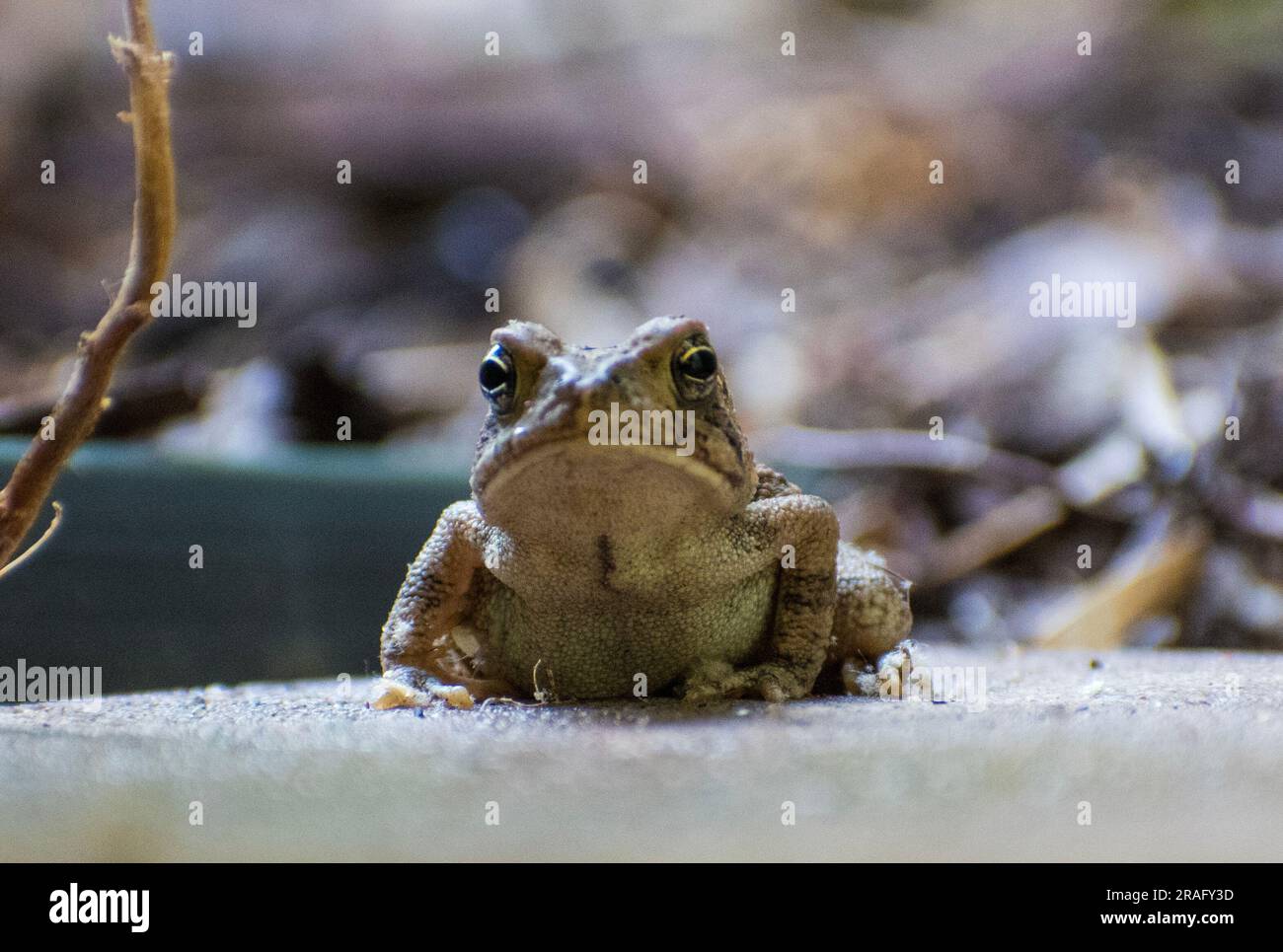 A small frog in the backyard, sitting on a stone patio Stock Photo - Alamy