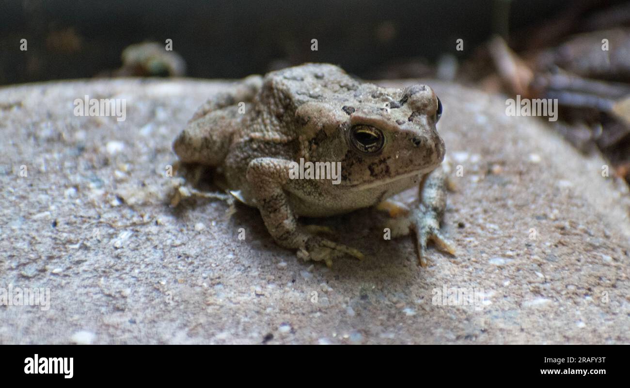 A small frog in the backyard, sitting on a stone patio Stock Photo - Alamy