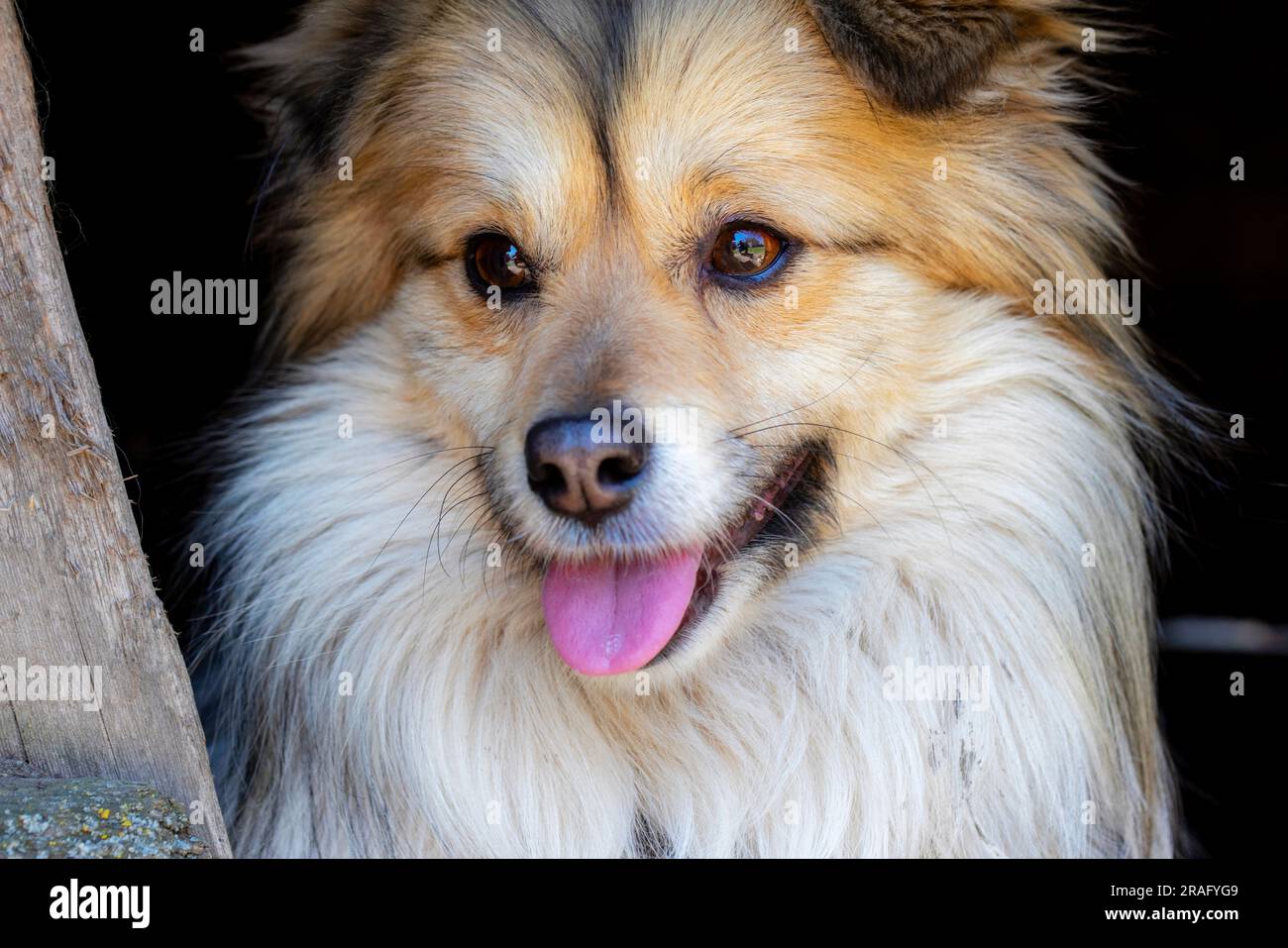 Closeup portrait of cute mutt dog. The muzzle of a mongrel with red ...