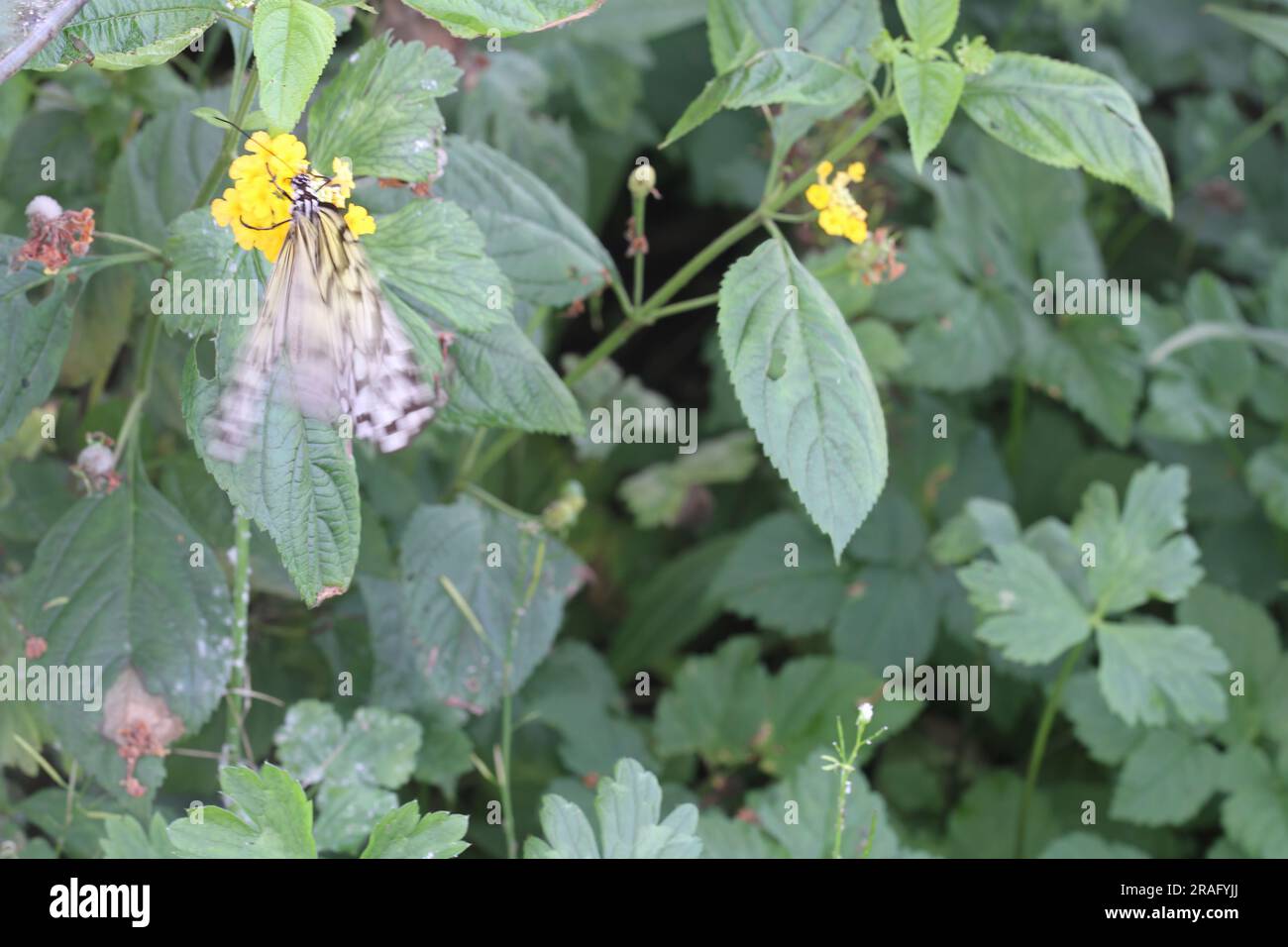 view of insects in insectarium Stock Photo - Alamy