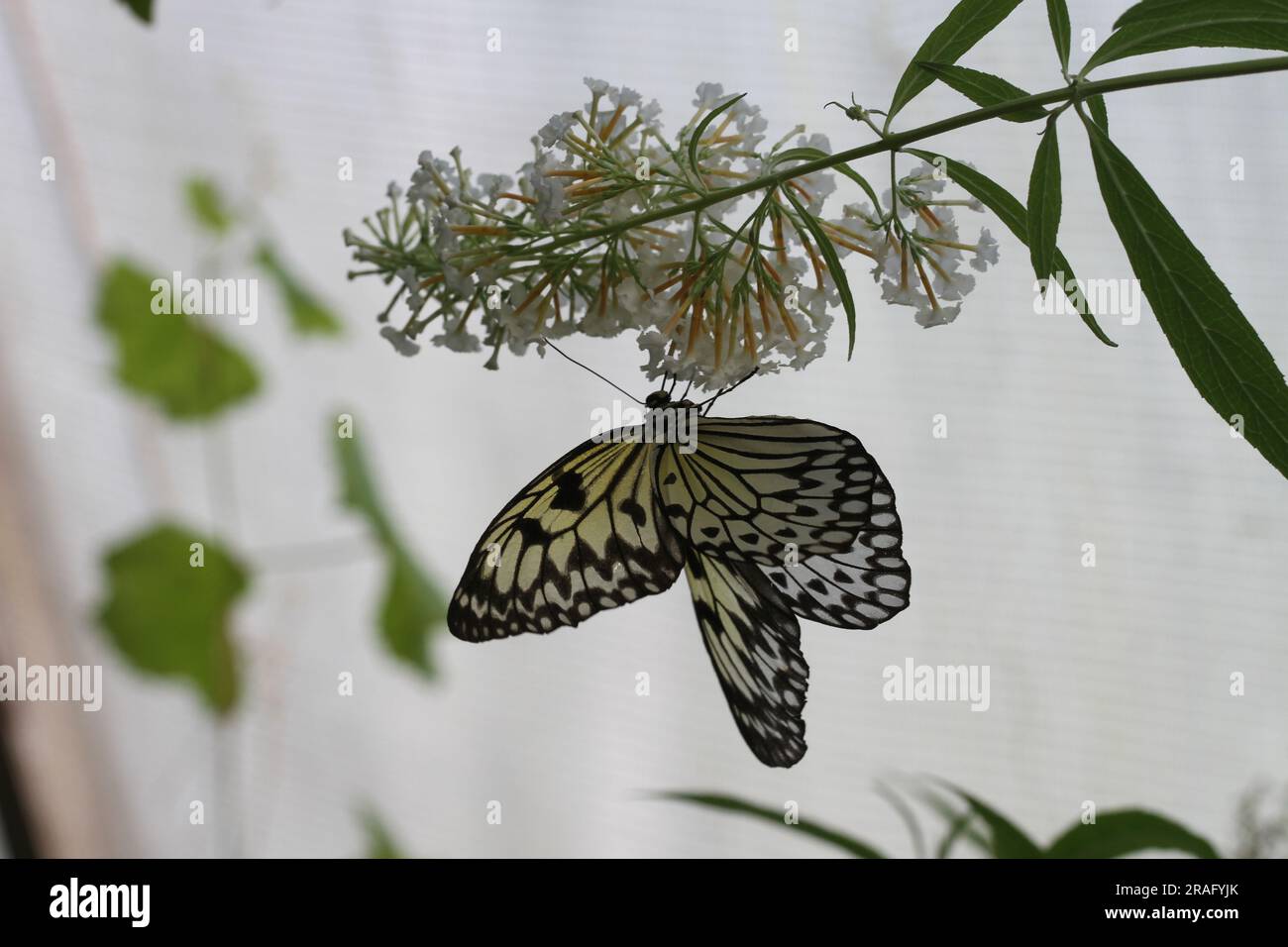 view of insects in insectarium Stock Photo - Alamy