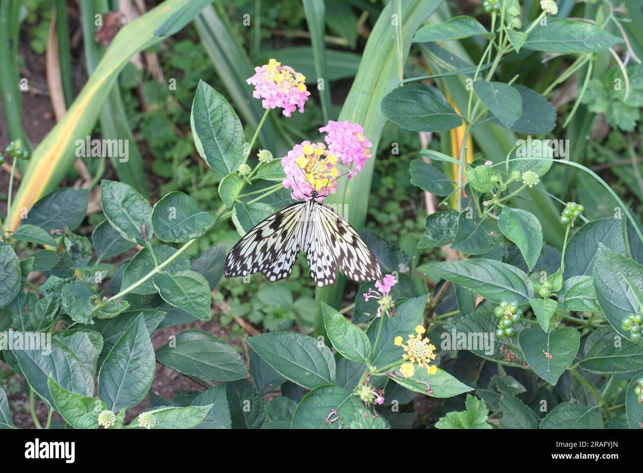 view of insects in insectarium Stock Photo - Alamy