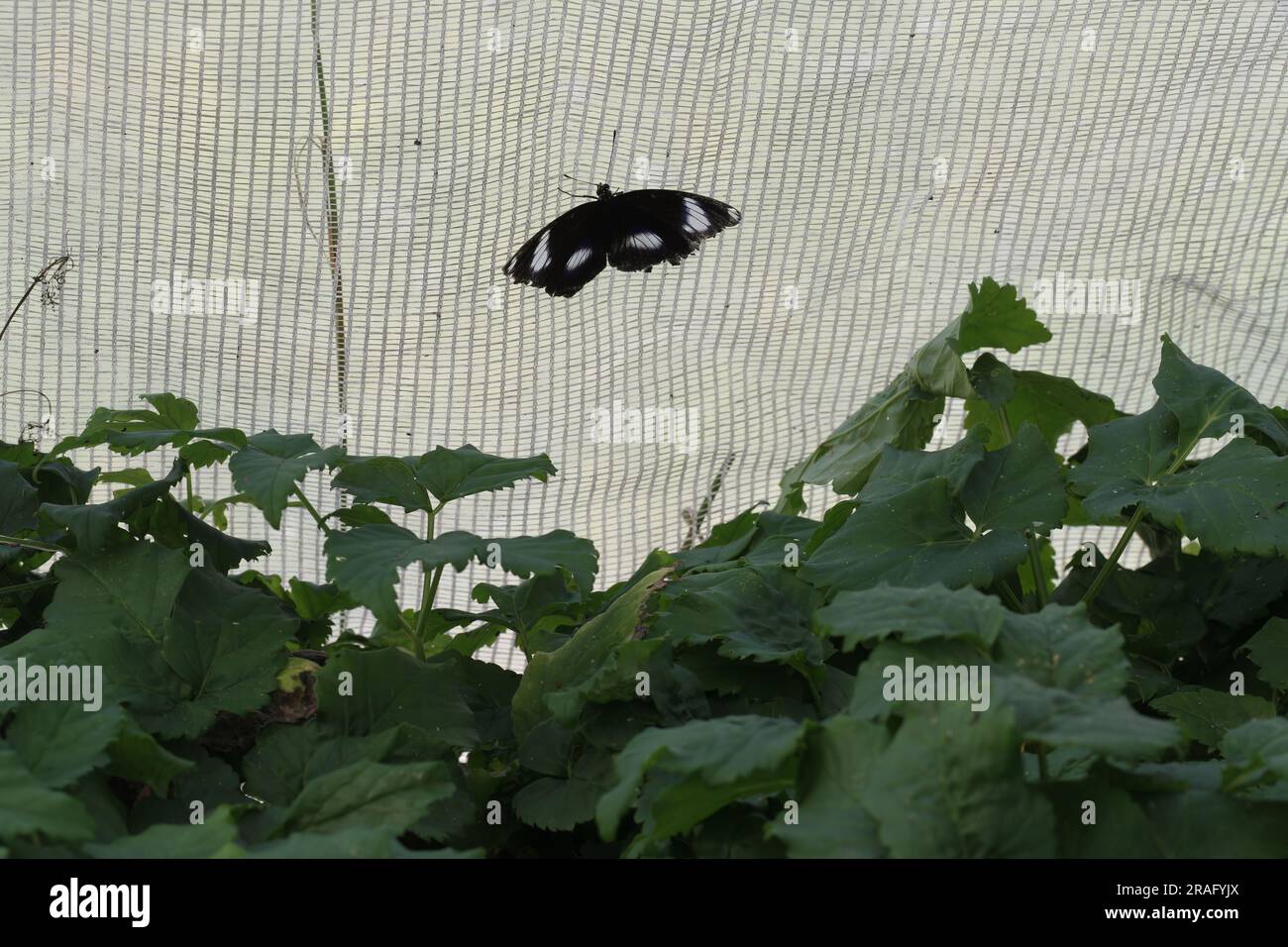 view of insects in insectarium Stock Photo - Alamy