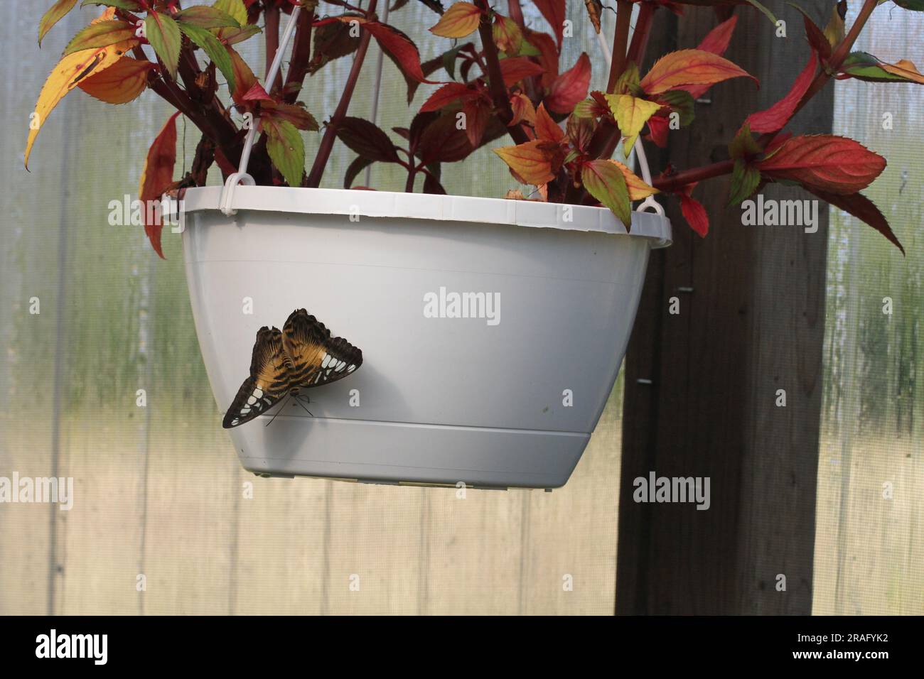 Newfoundland insectarium hi-res stock photography and images - Alamy