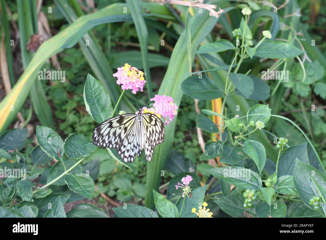 view of insects in insectarium Stock Photo - Alamy