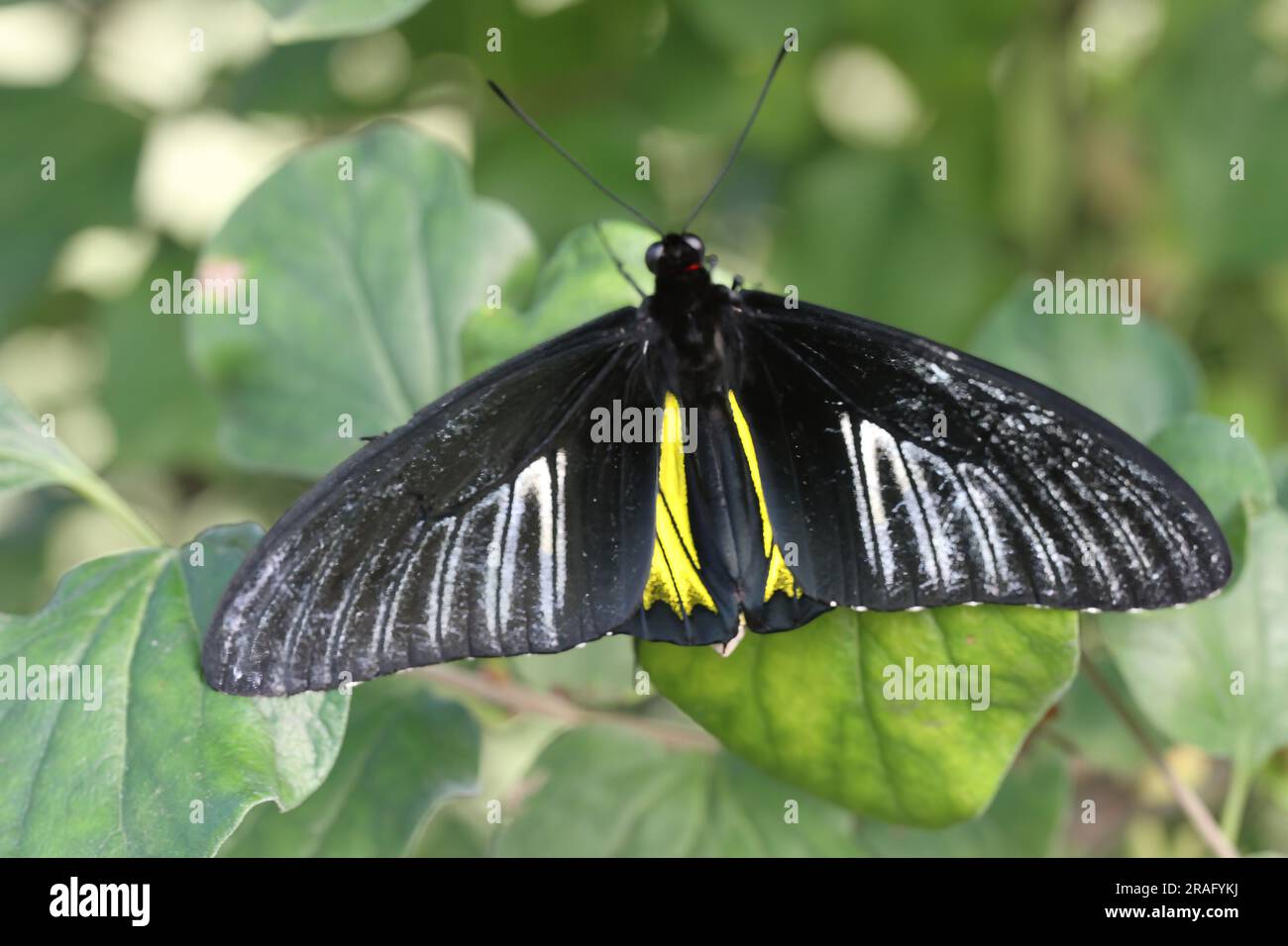 Newfoundland insectarium hi-res stock photography and images - Alamy