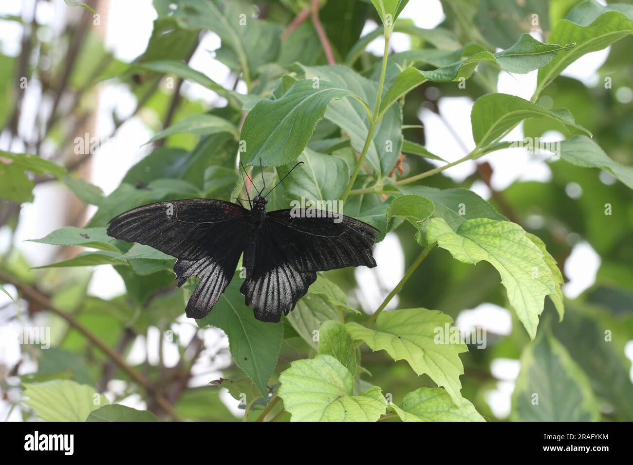 view of insects in insectarium Stock Photo - Alamy