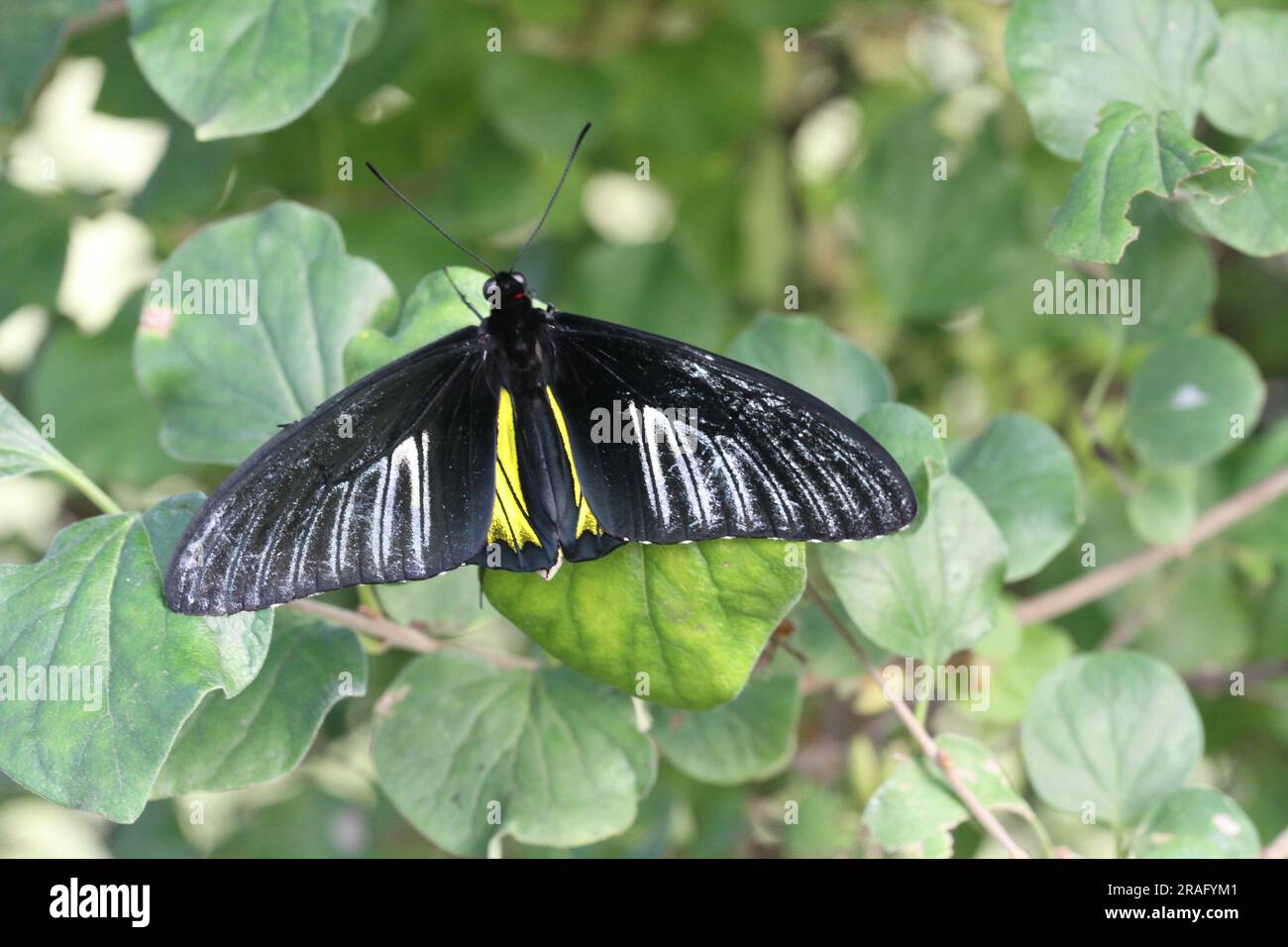 view of insects in insectarium Stock Photo - Alamy