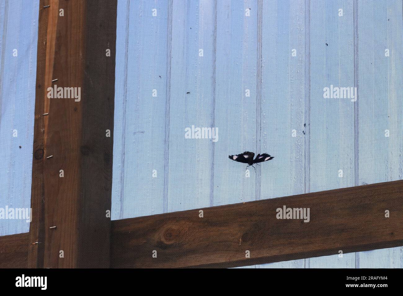 view of insects in insectarium Stock Photo - Alamy