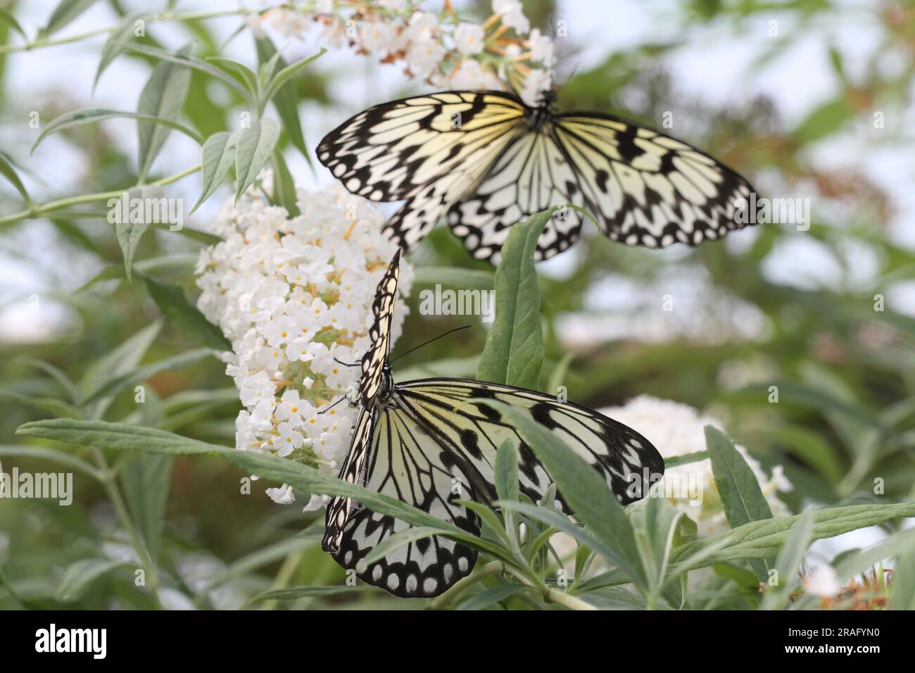 Newfoundland insectarium hi-res stock photography and images - Alamy