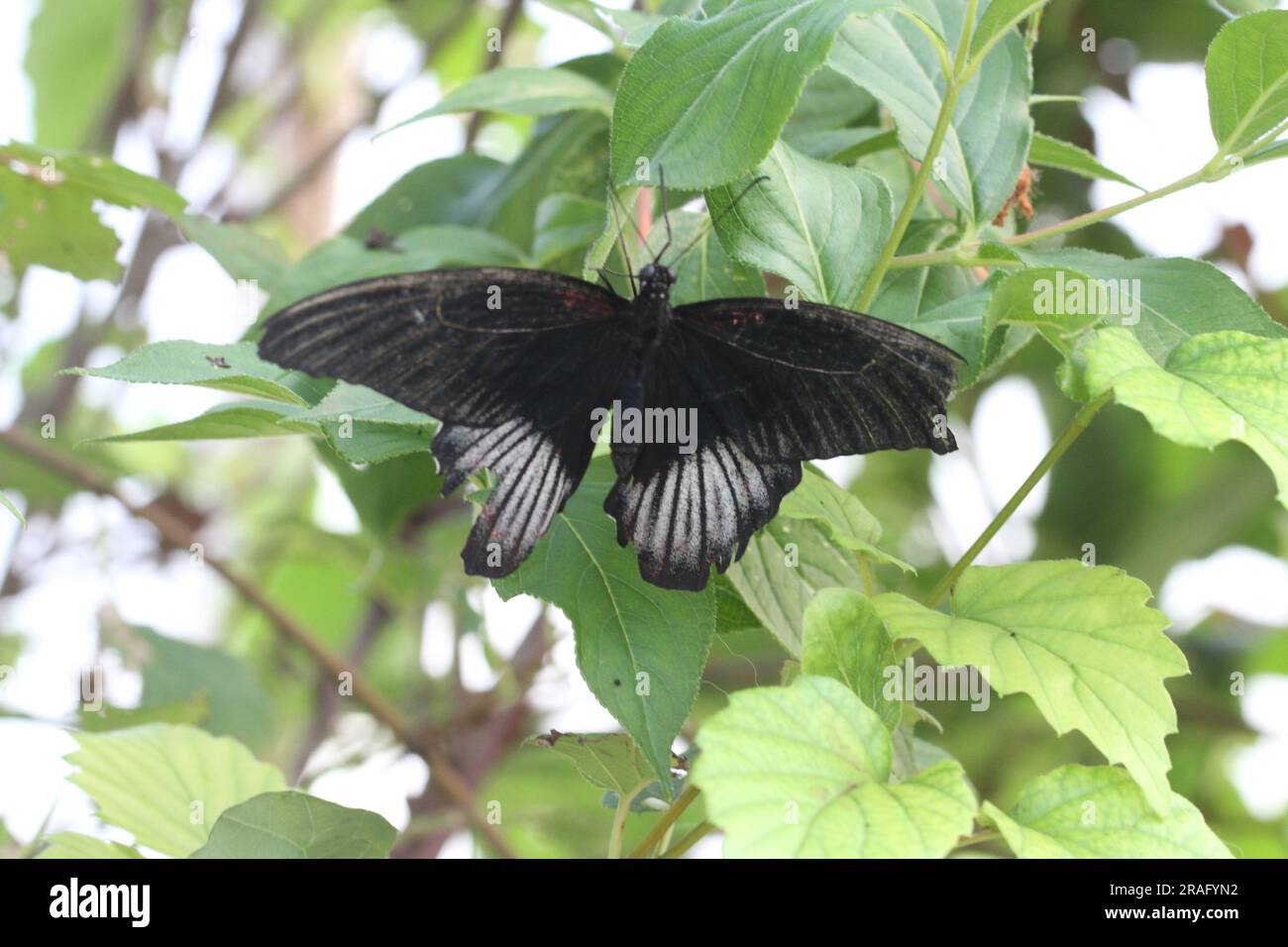 view of insects in insectarium Stock Photo - Alamy
