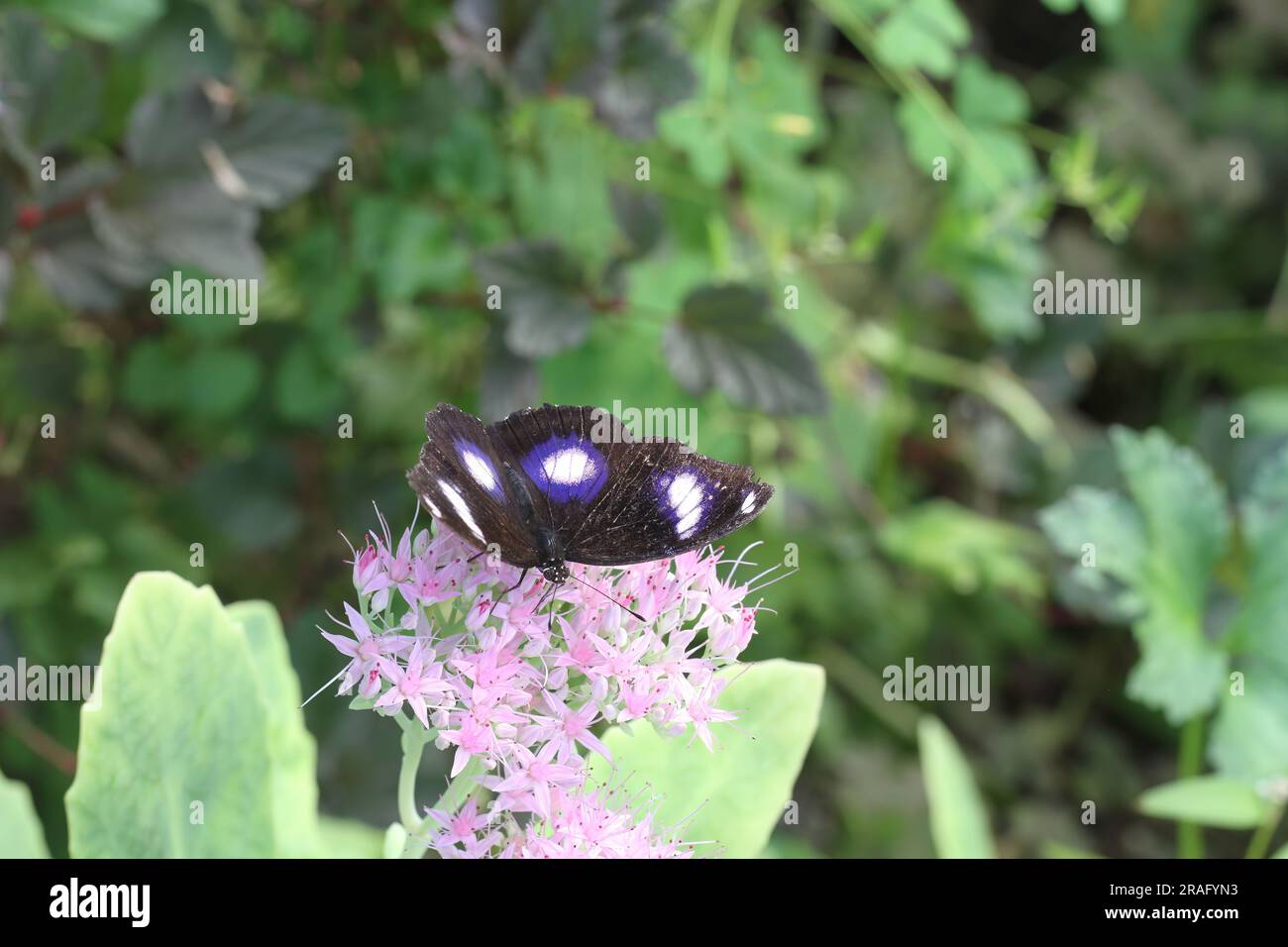 view of insects in insectarium Stock Photo - Alamy