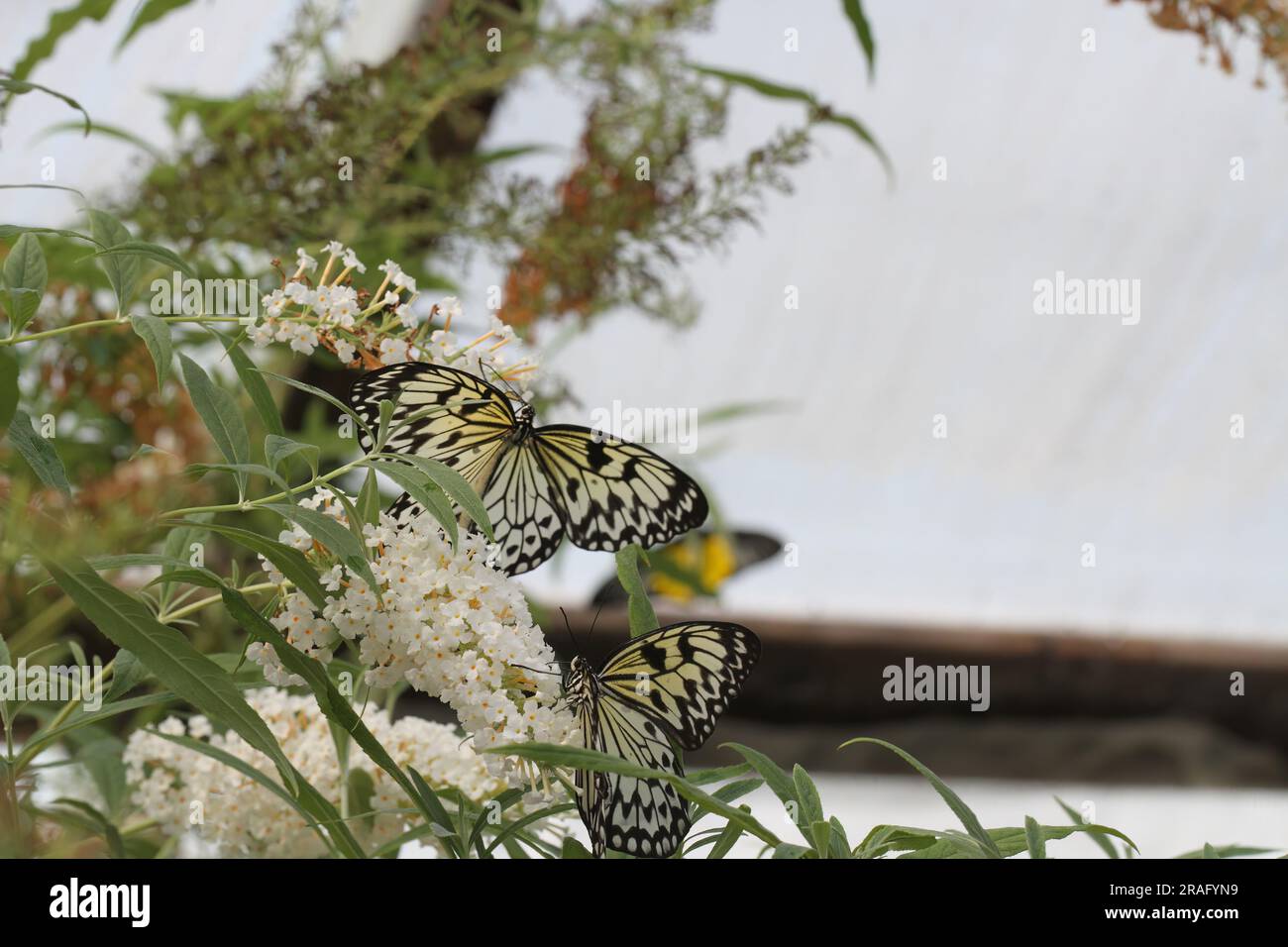 view of insects in insectarium Stock Photo - Alamy