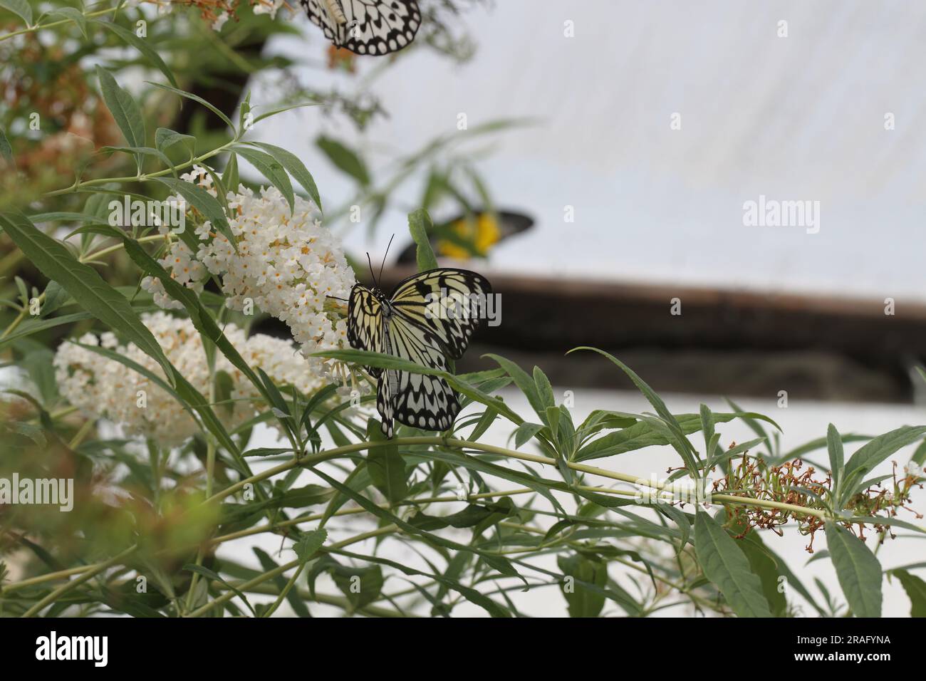 view of insects in insectarium Stock Photo - Alamy
