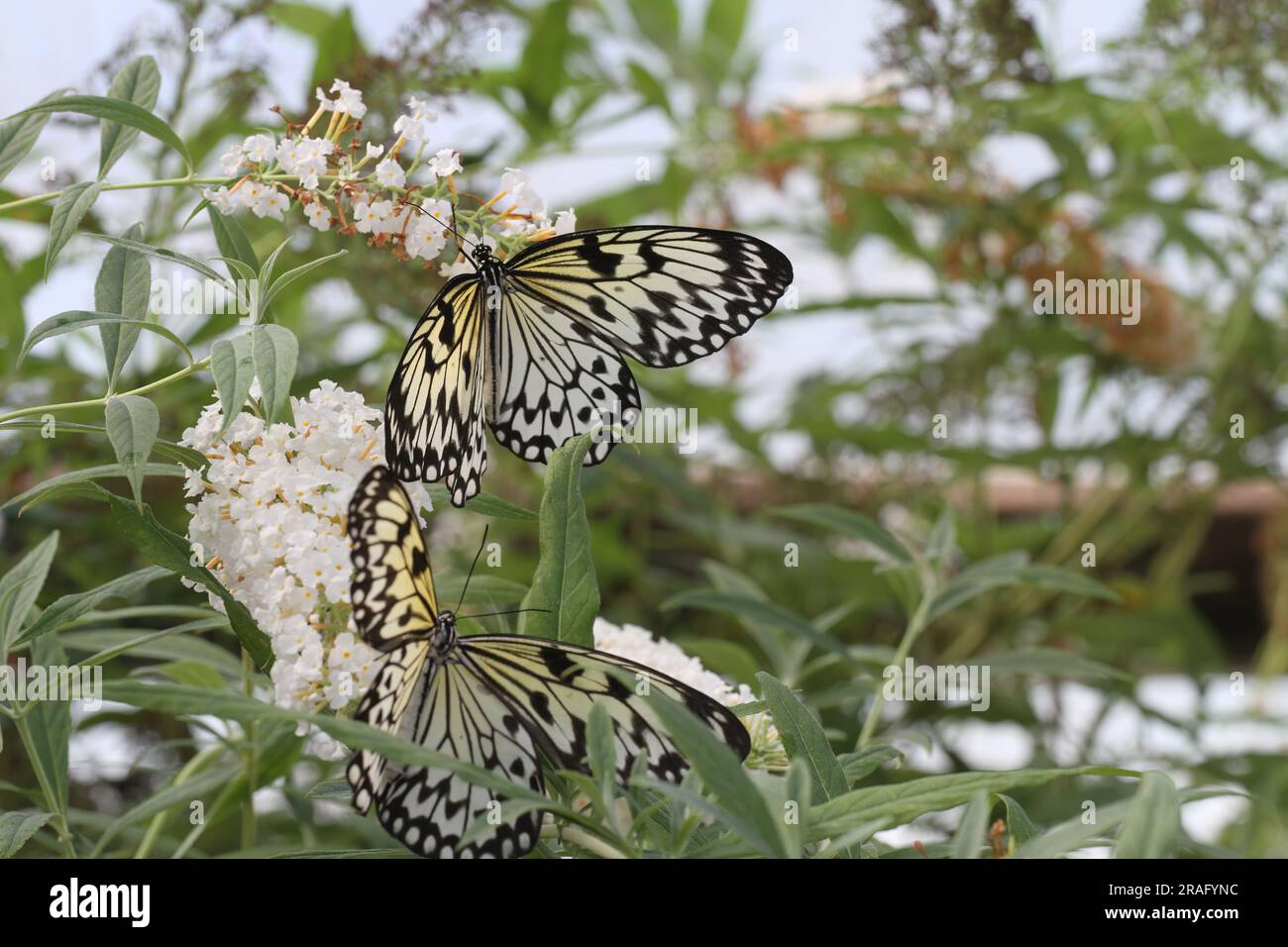 Newfoundland insectarium hi-res stock photography and images - Alamy