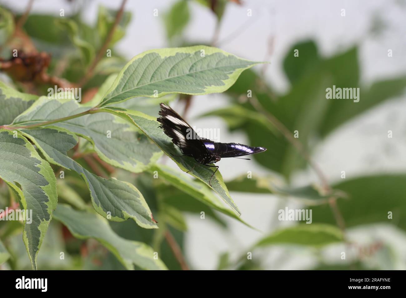 Newfoundland insectarium hi-res stock photography and images - Alamy