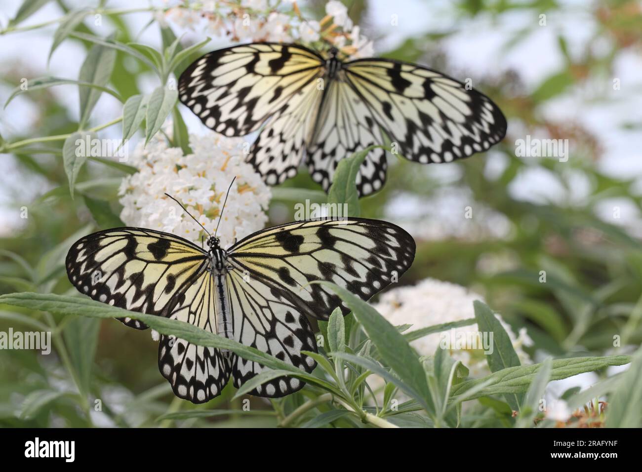 view of insects in insectarium Stock Photo - Alamy