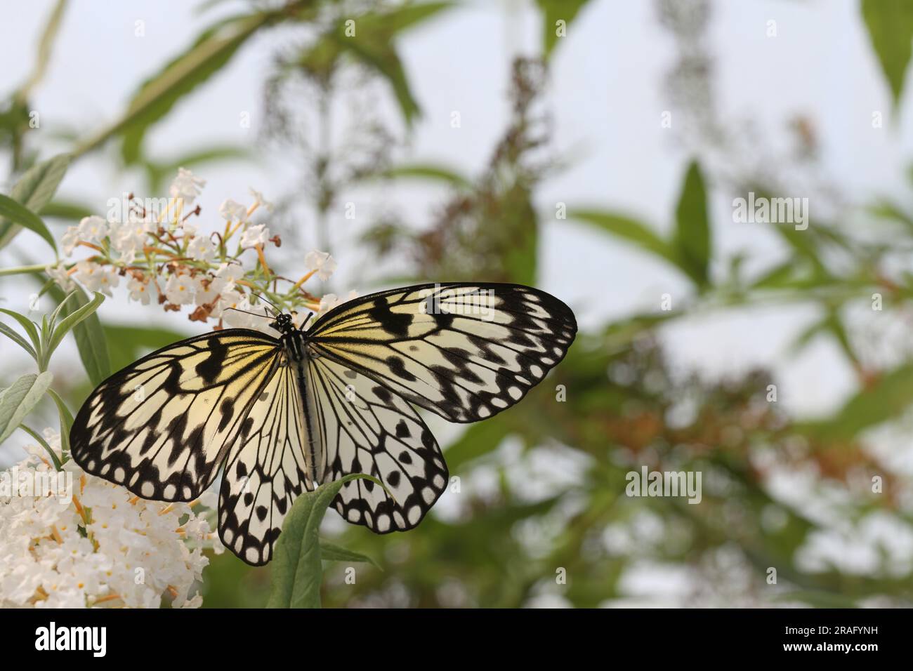 view of insects in insectarium Stock Photo - Alamy