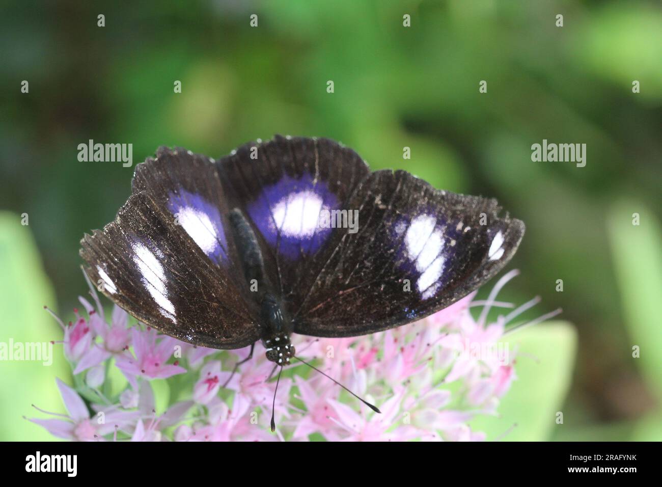 Newfoundland insectarium hi-res stock photography and images - Alamy