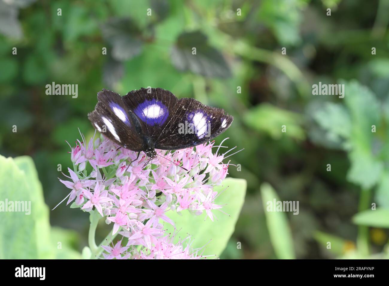 Newfoundland insectarium hi-res stock photography and images - Alamy