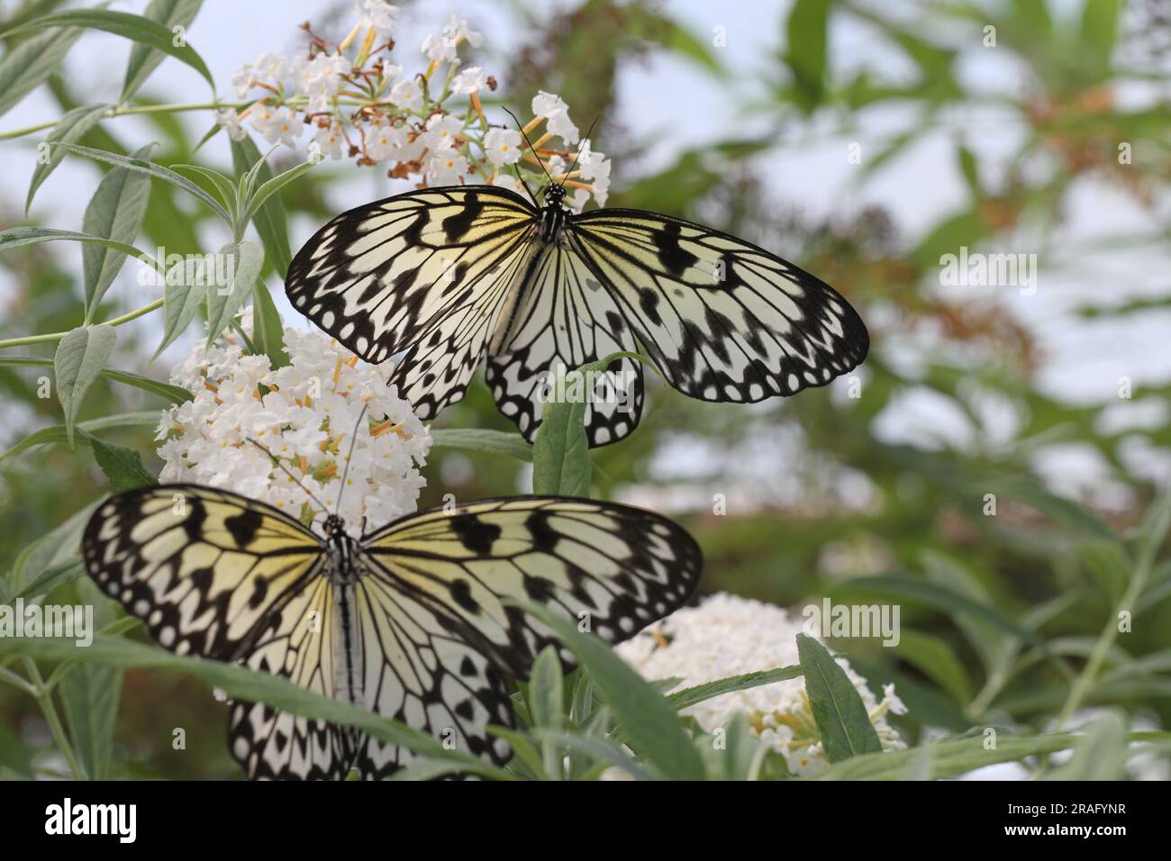 view of insects in insectarium Stock Photo - Alamy