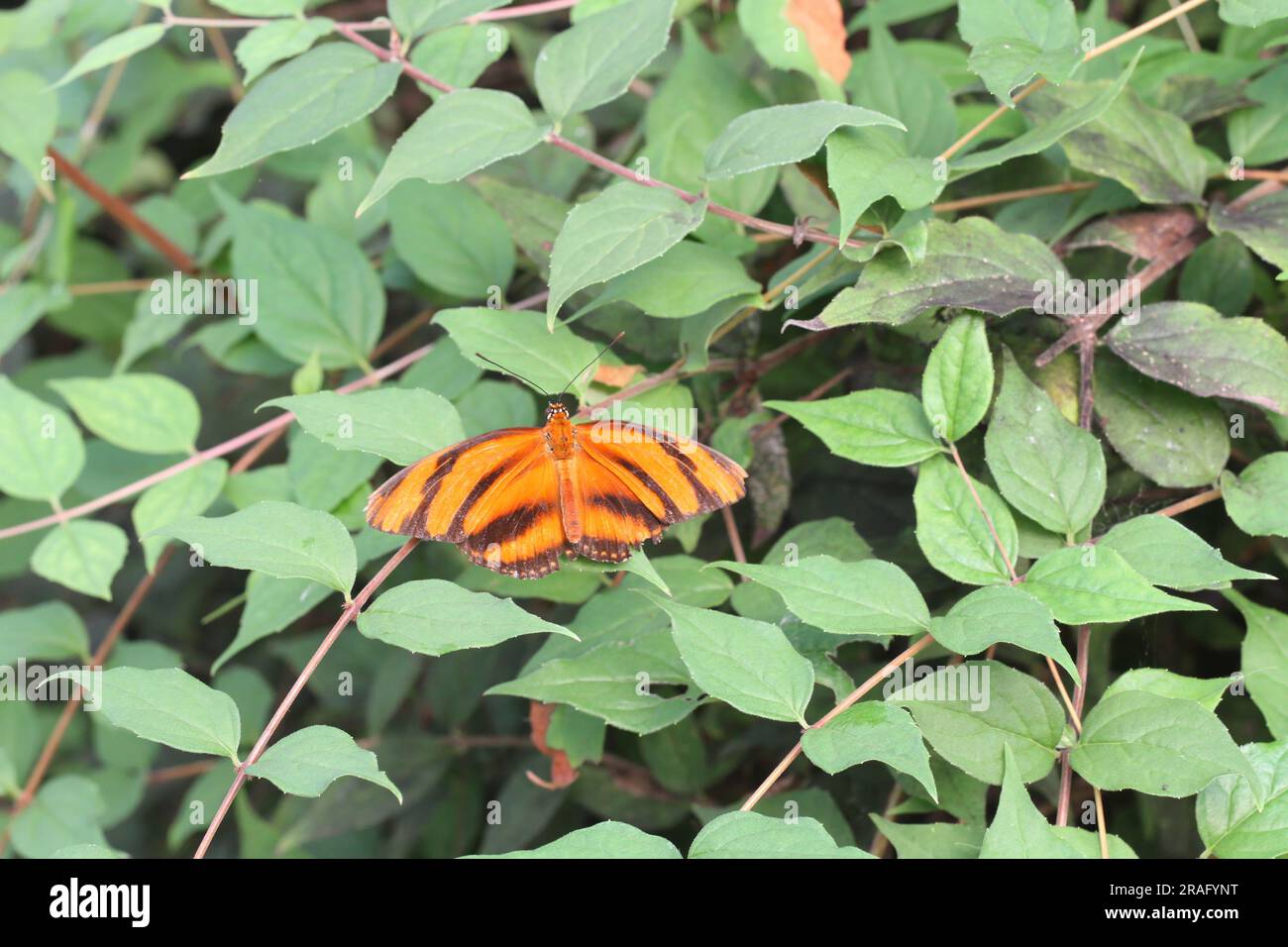 view of insects in insectarium Stock Photo - Alamy