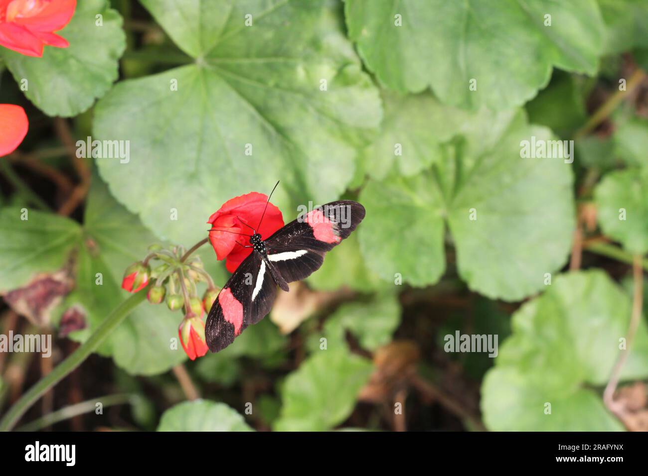 view of insects in insectarium Stock Photo - Alamy