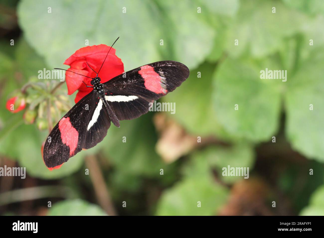 Newfoundland insectarium hi-res stock photography and images - Alamy
