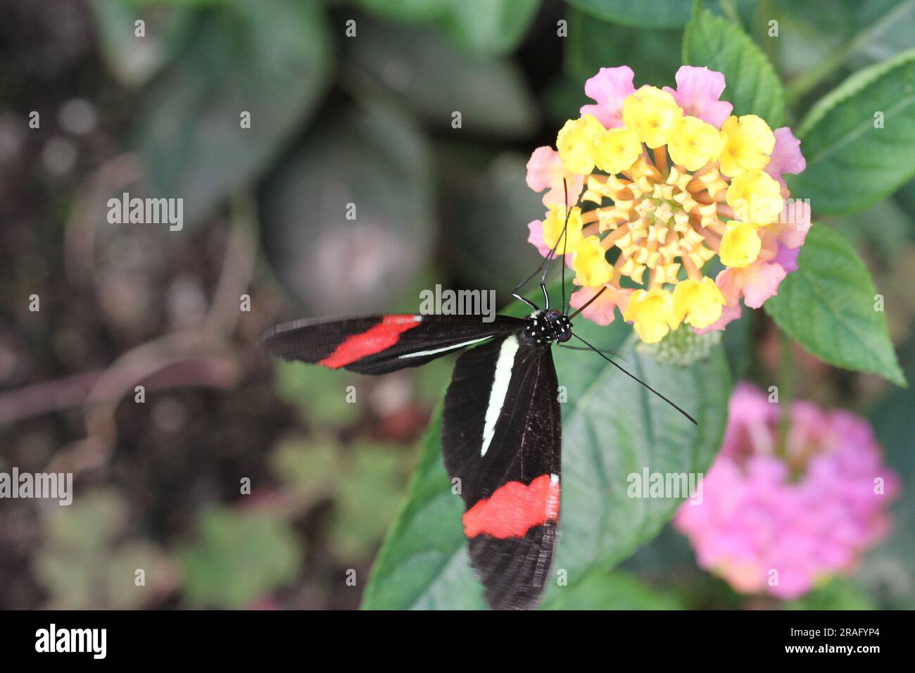 view of insects in insectarium Stock Photo - Alamy