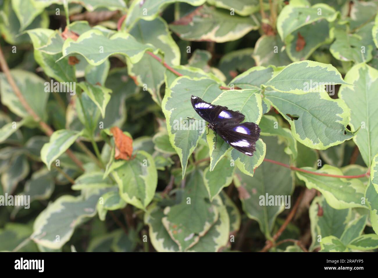 Newfoundland insectarium hi-res stock photography and images - Alamy