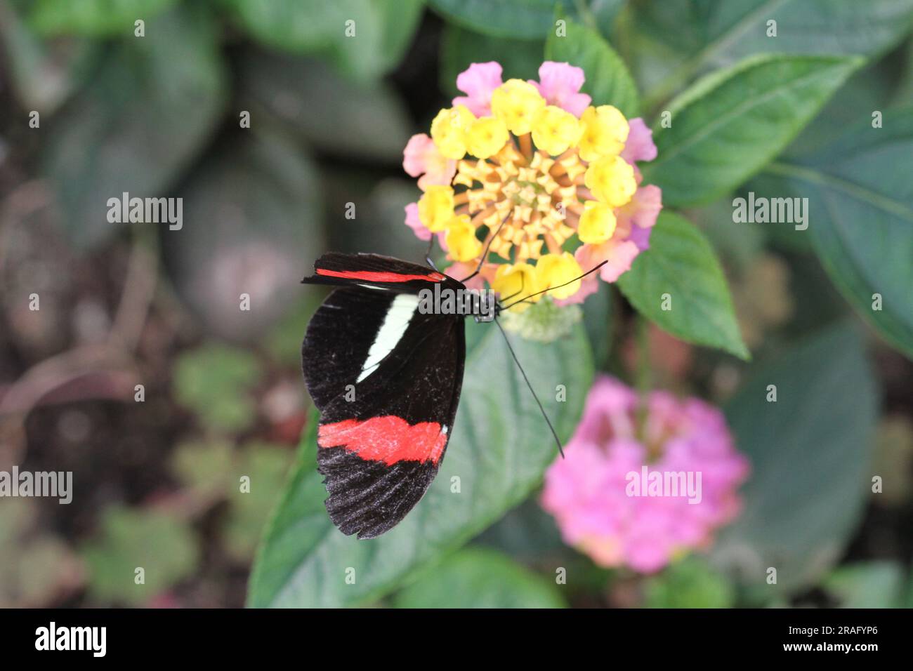 view of insects in insectarium Stock Photo - Alamy
