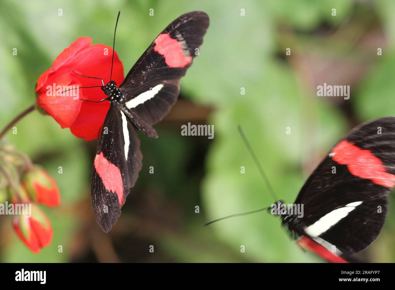 view of insects in insectarium Stock Photo - Alamy
