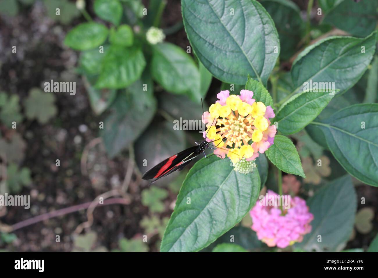 Newfoundland insectarium hi-res stock photography and images - Alamy