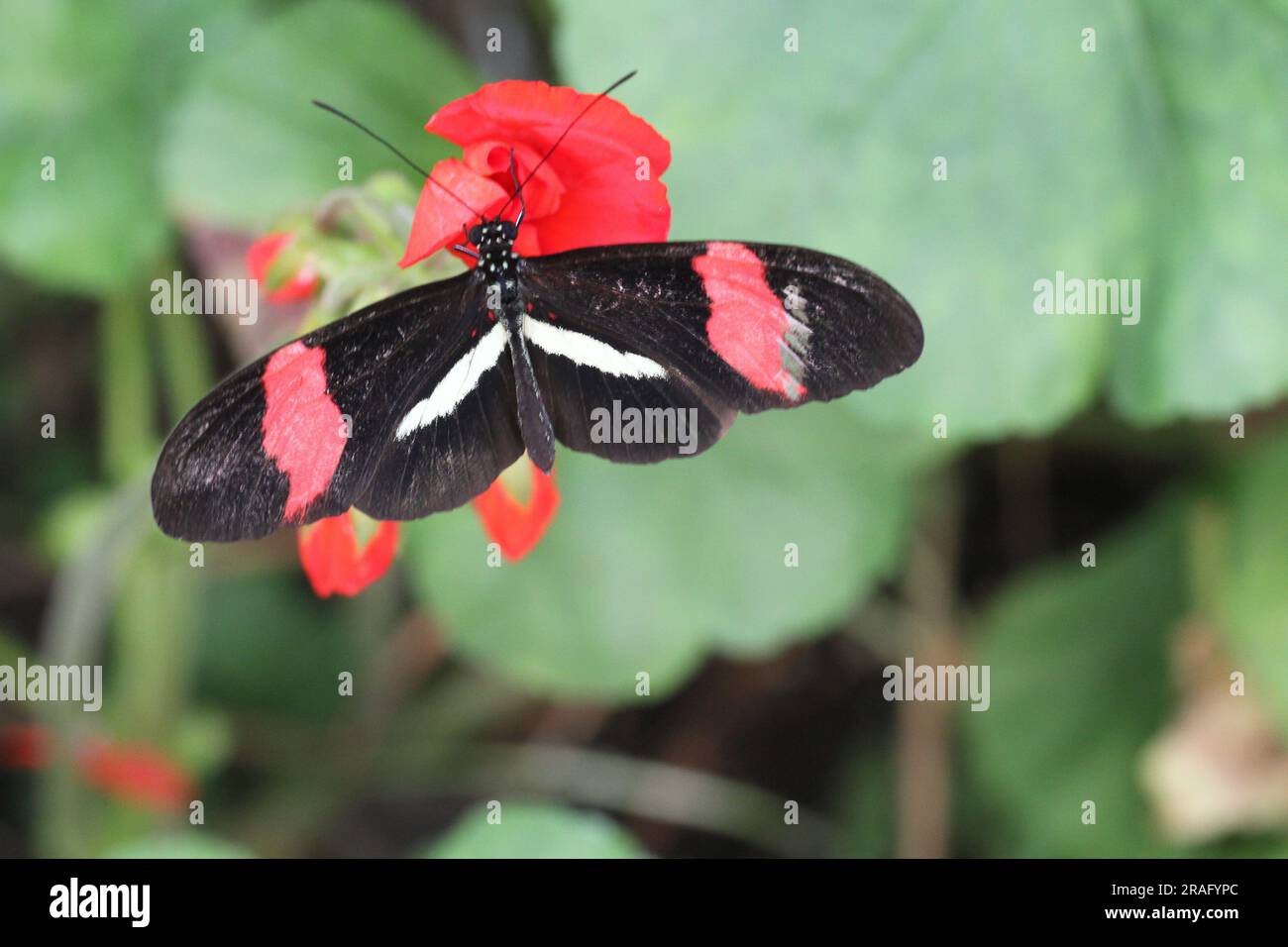 view of insects in insectarium Stock Photo - Alamy