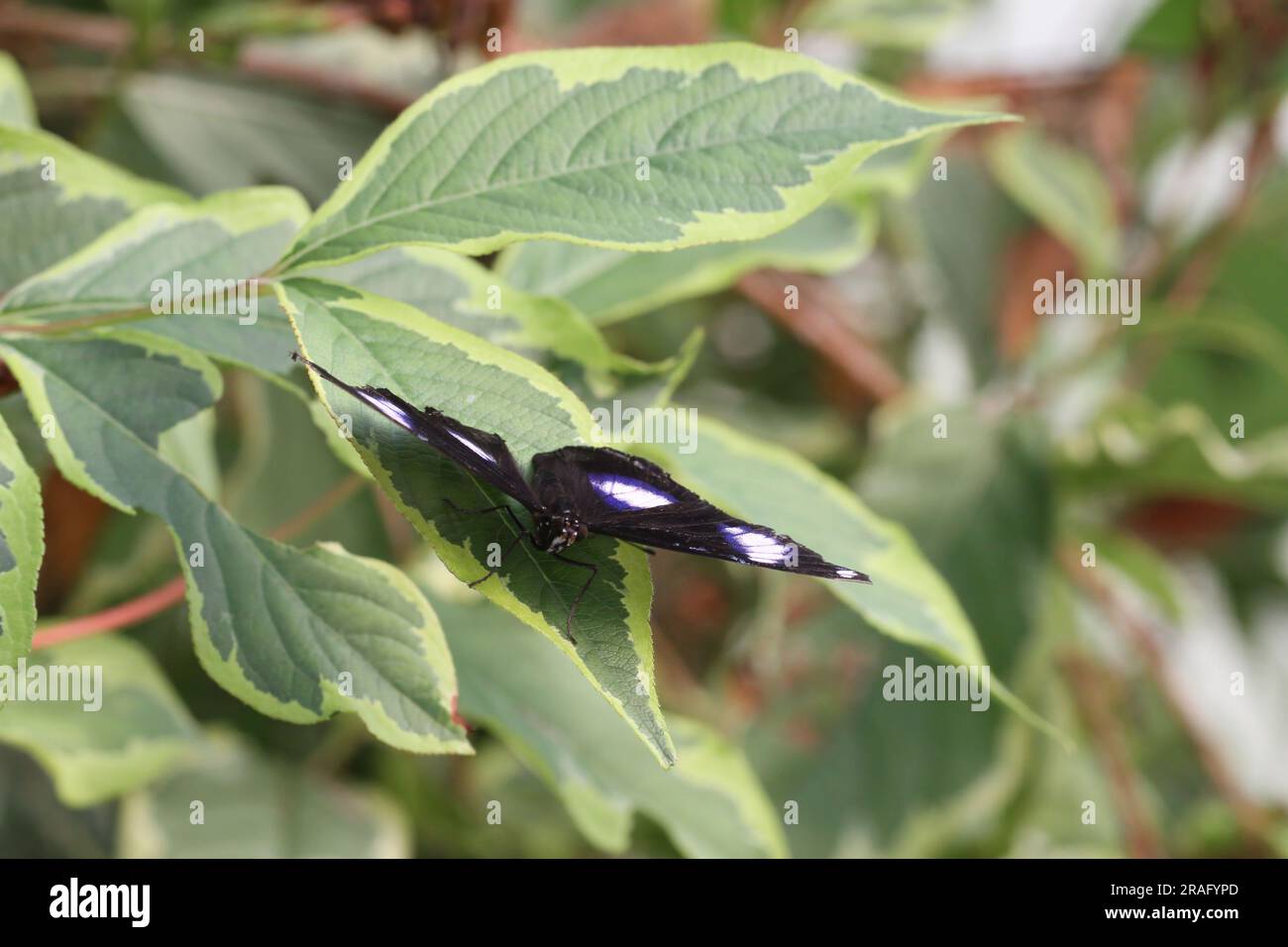 view of insects in insectarium Stock Photo - Alamy