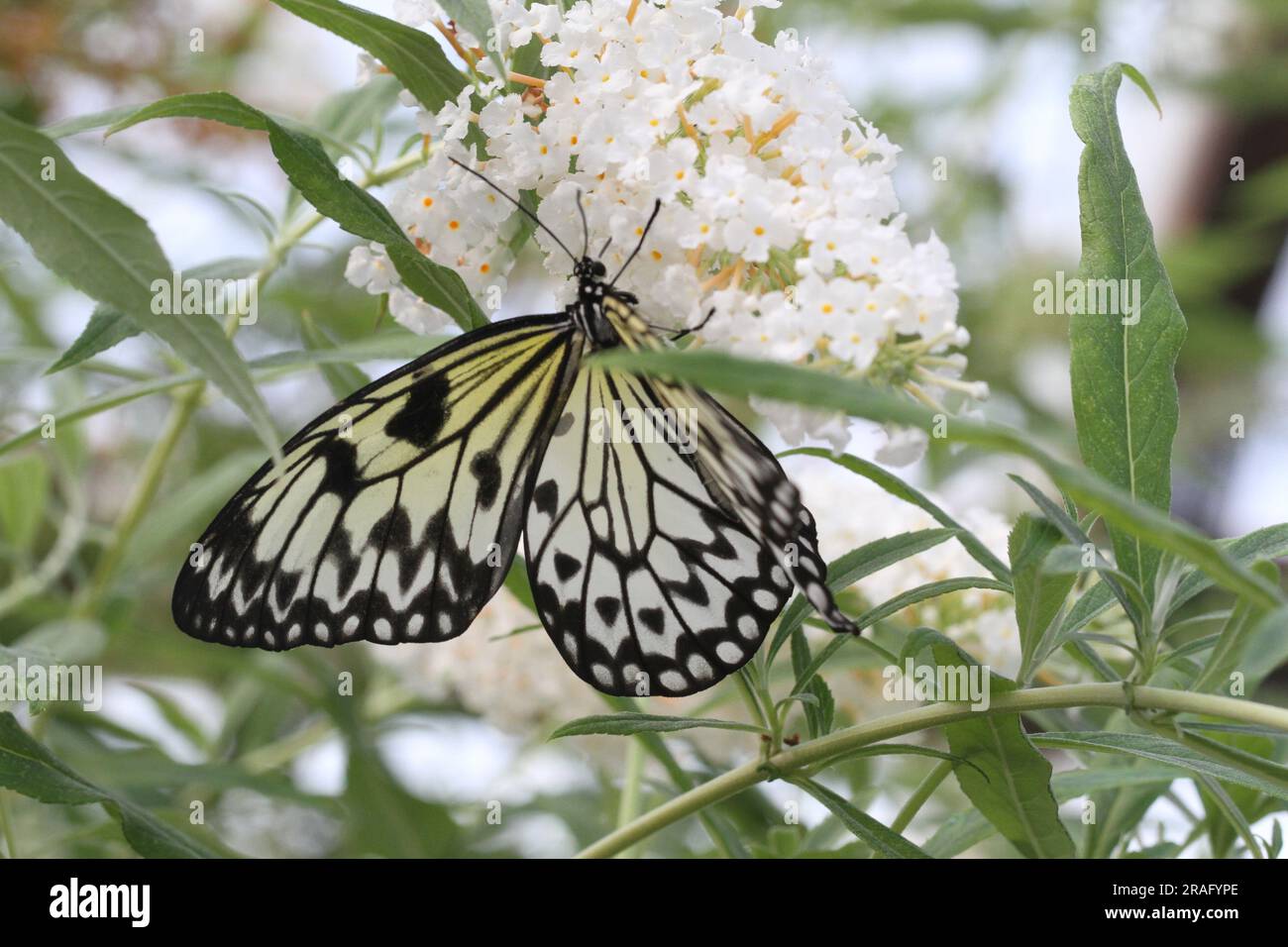 view of insects in insectarium Stock Photo - Alamy