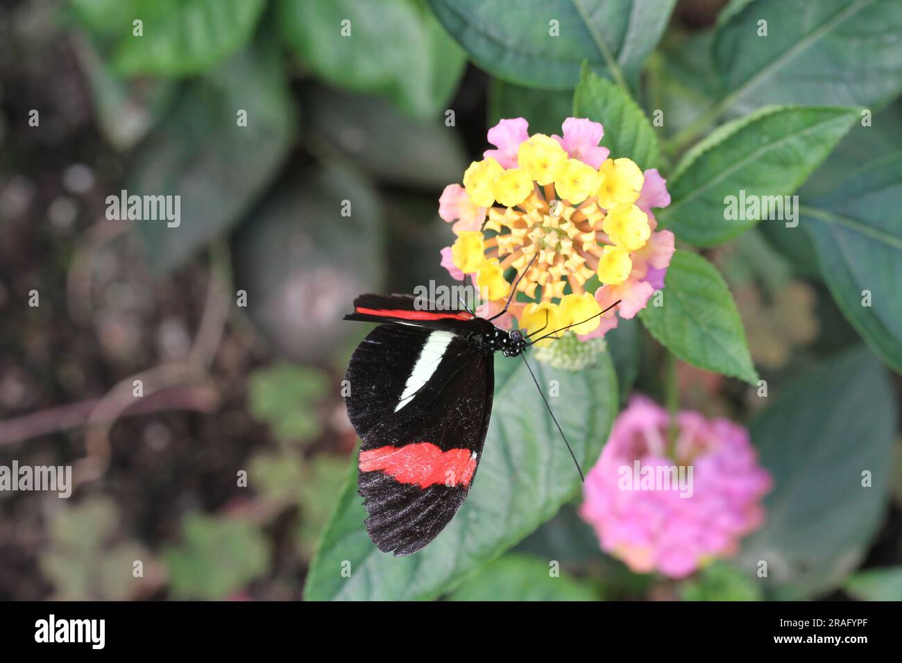 view of insects in insectarium Stock Photo - Alamy
