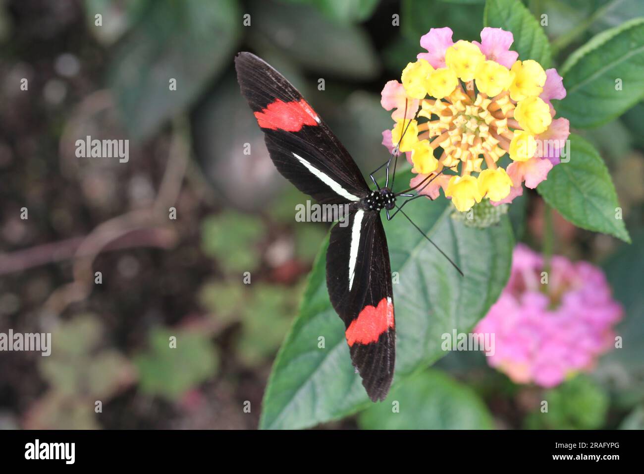 view of insects in insectarium Stock Photo - Alamy