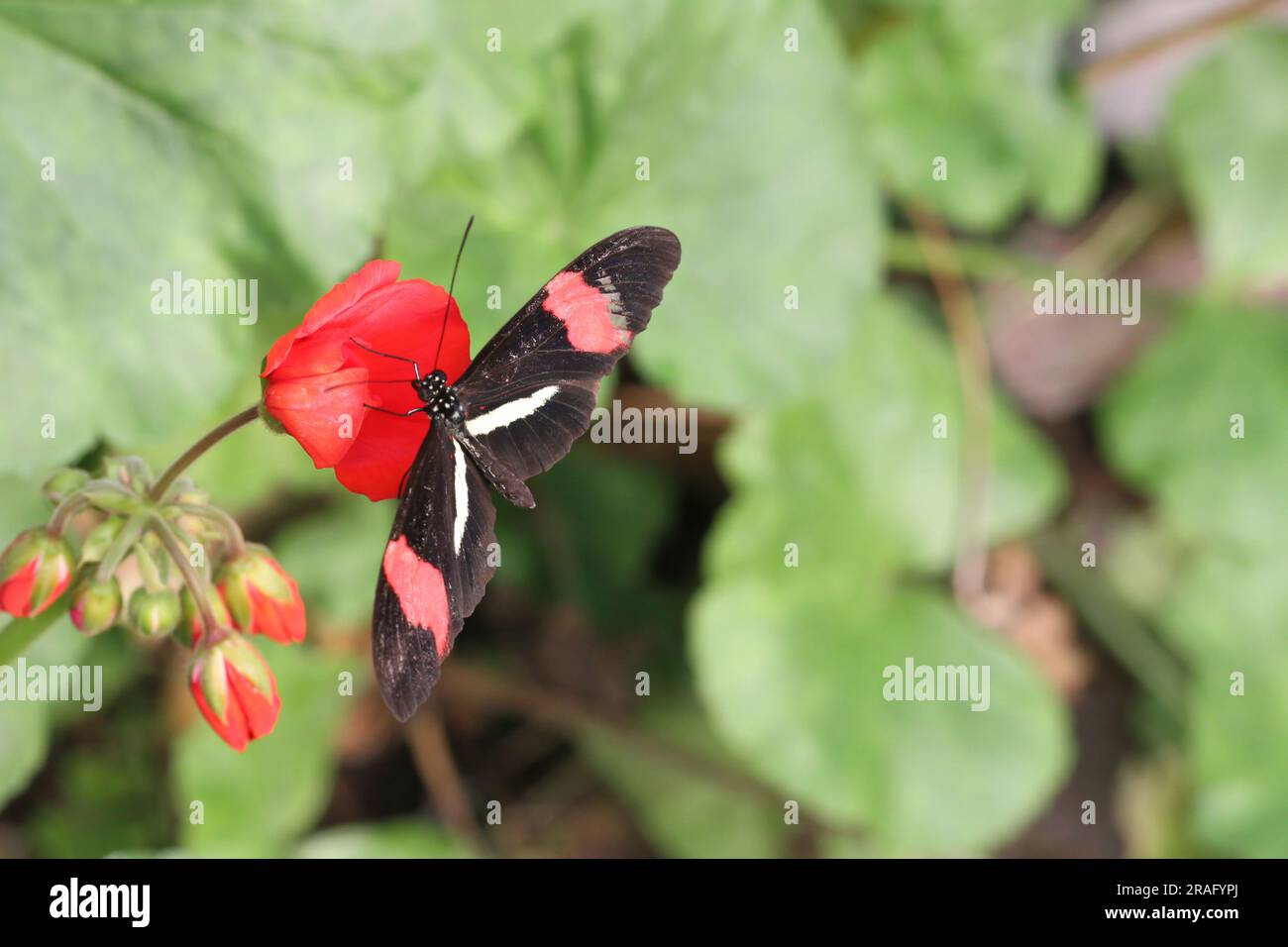 view of insects in insectarium Stock Photo - Alamy