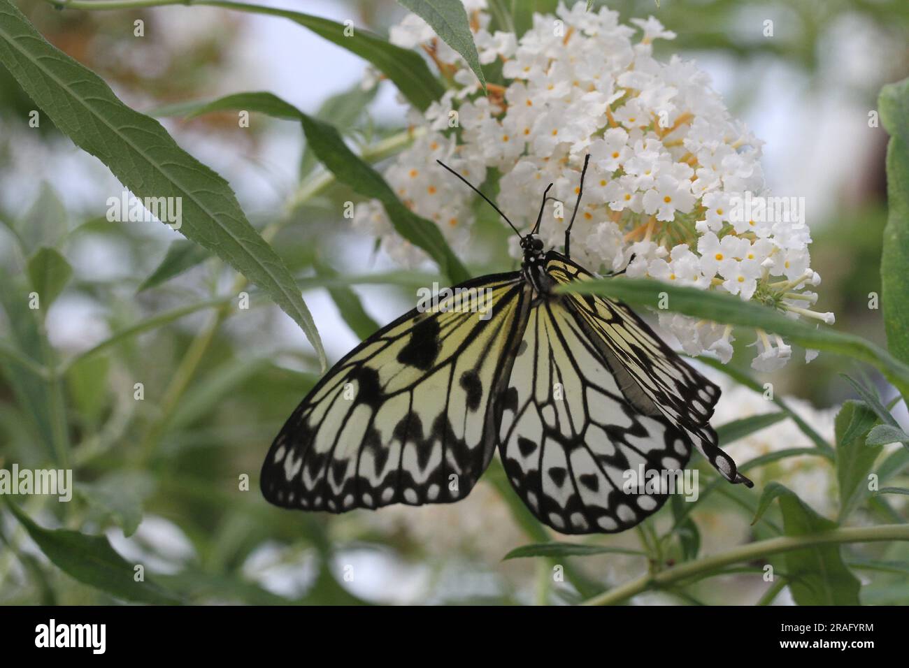 Newfoundland insectarium hi-res stock photography and images - Alamy