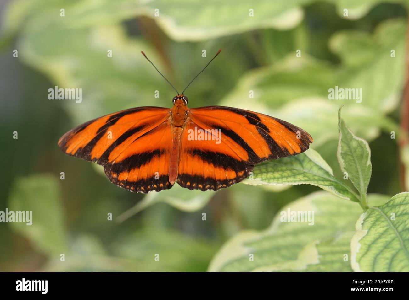 view of insects in insectarium Stock Photo - Alamy