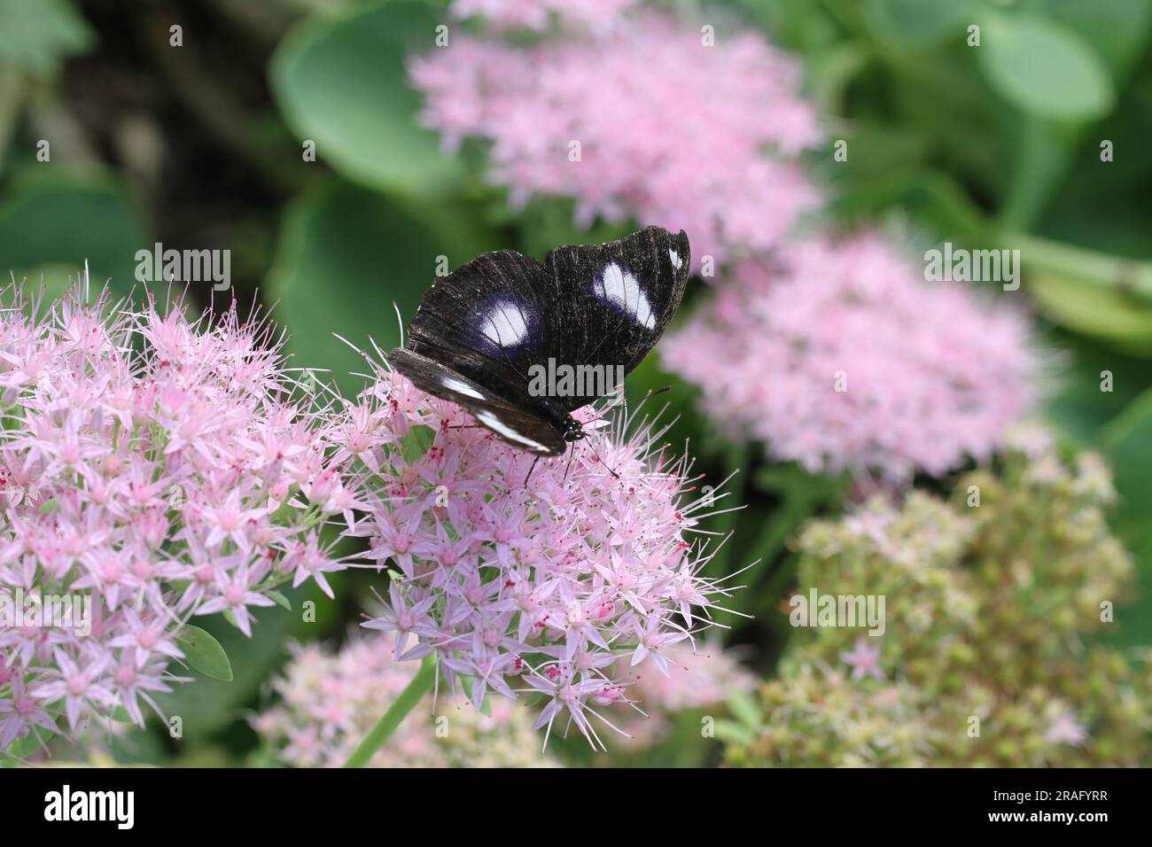 view of insects in insectarium Stock Photo - Alamy