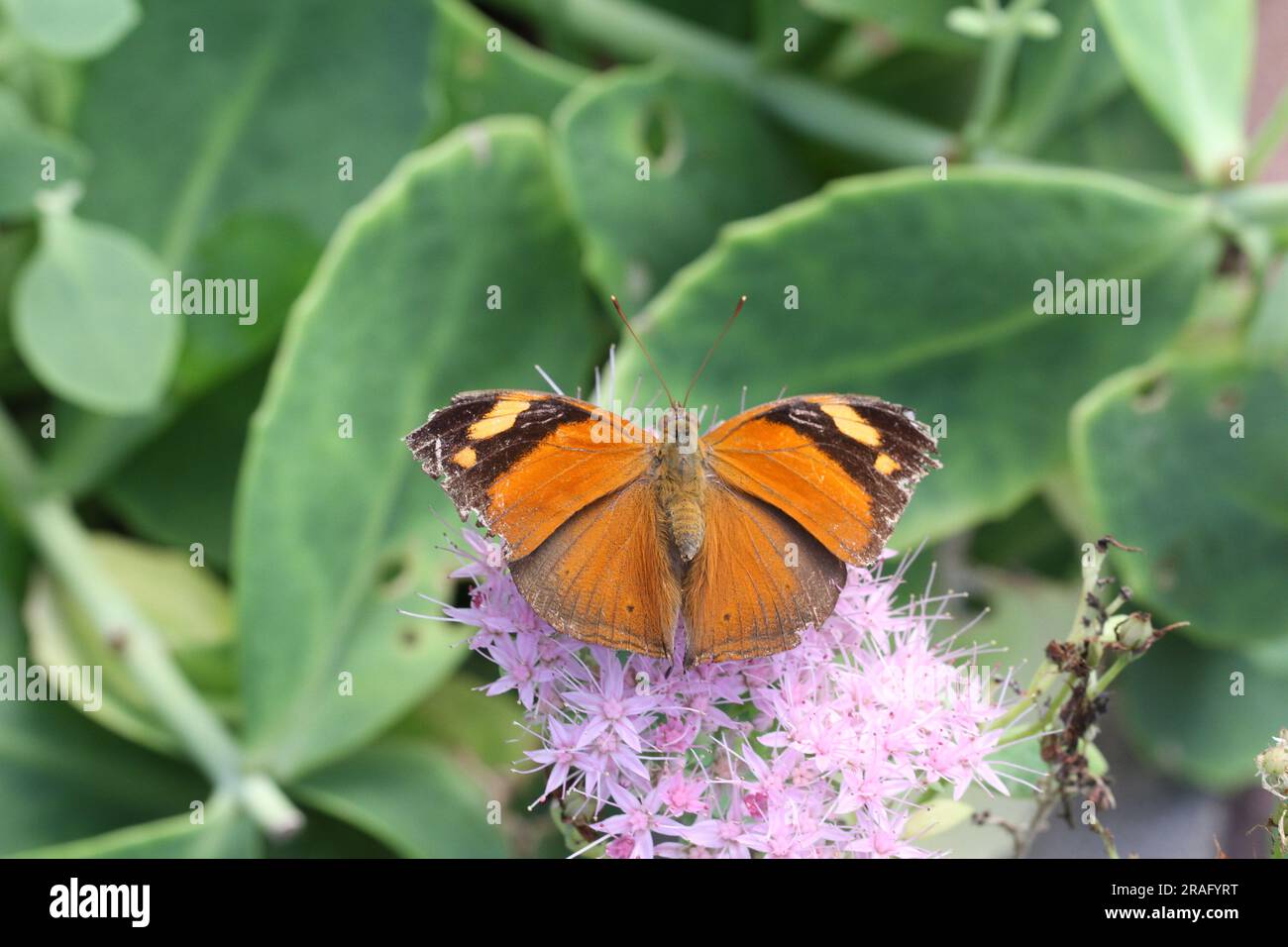 view of insects in insectarium Stock Photo - Alamy