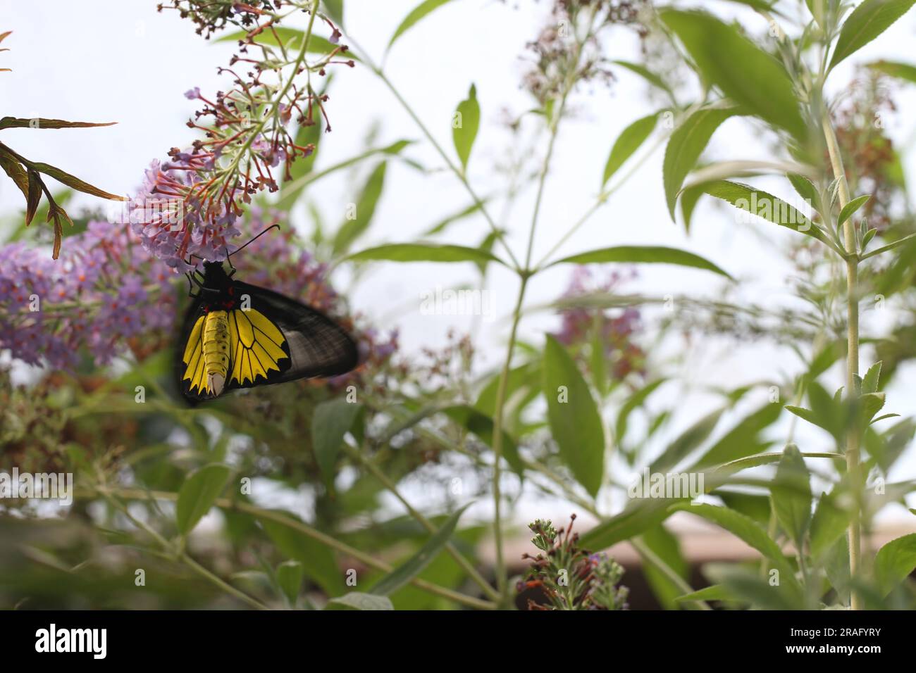 view of insects in insectarium Stock Photo - Alamy